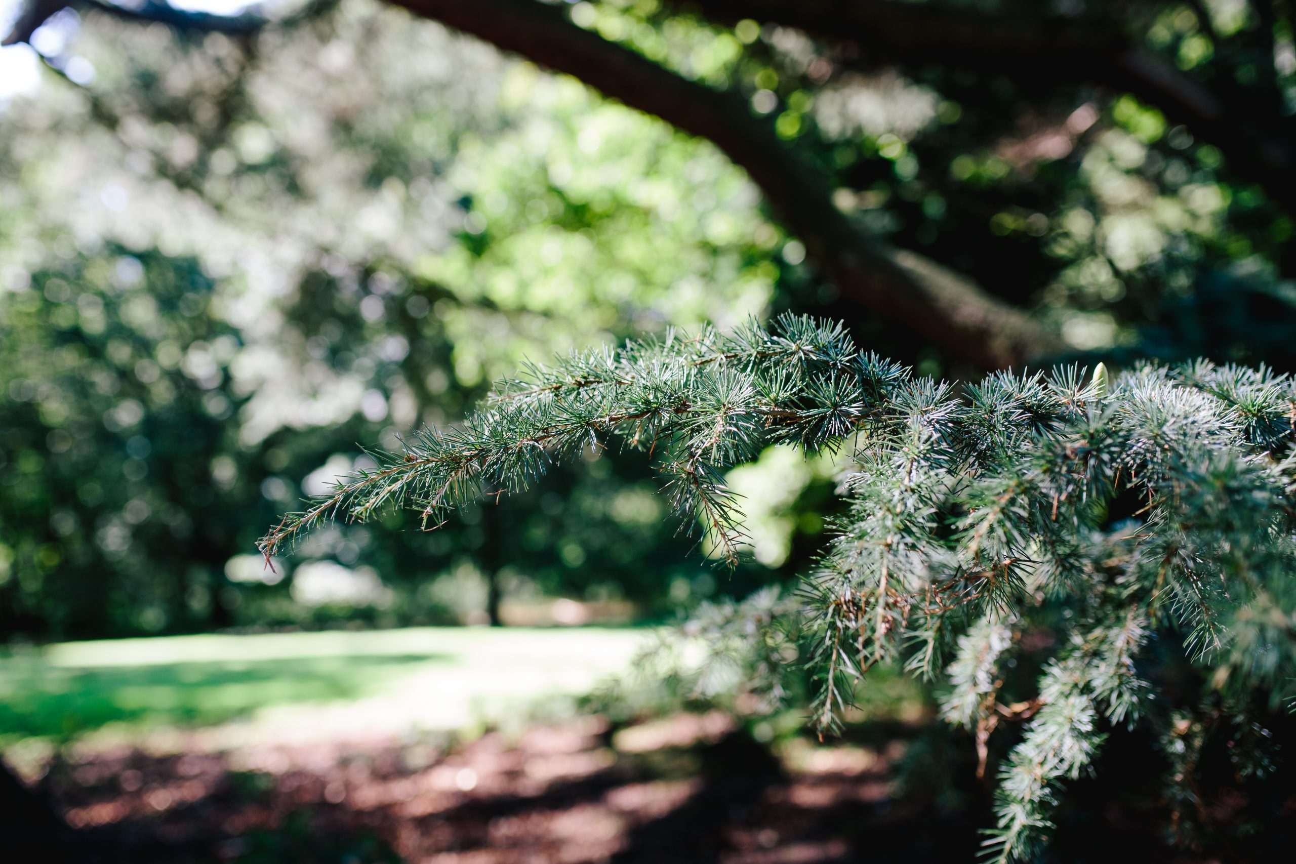 Caring for residents with dementia